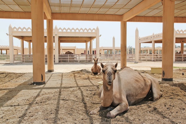 Your guide to the top 7 things to do in Manama, Bahrain | weetas